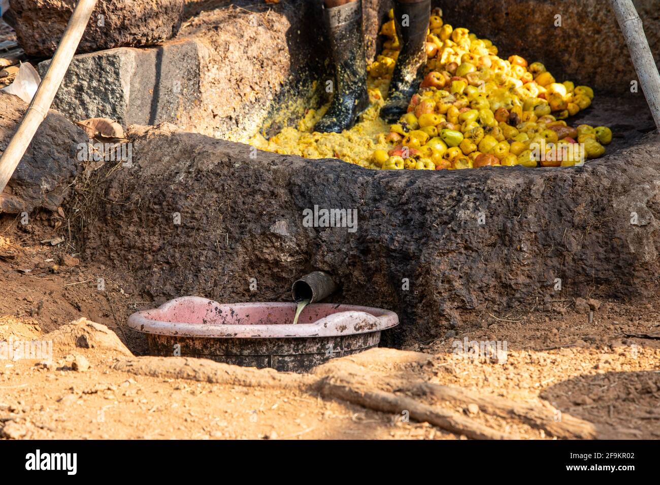 Traditional method of cashew apples being mashed with legs to extract ...