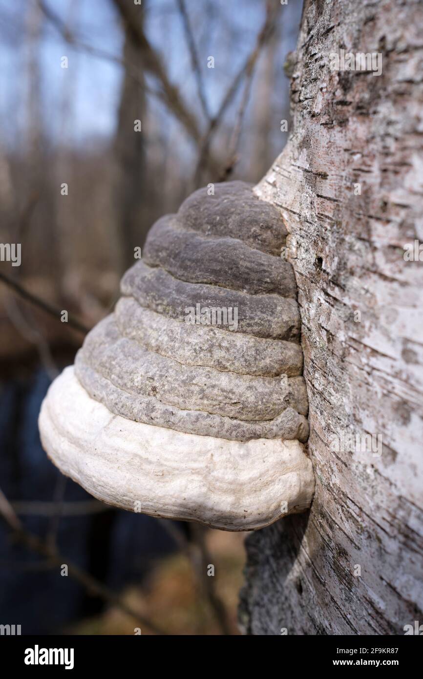 Birch polypore in natural environment hi-res stock photography and ...