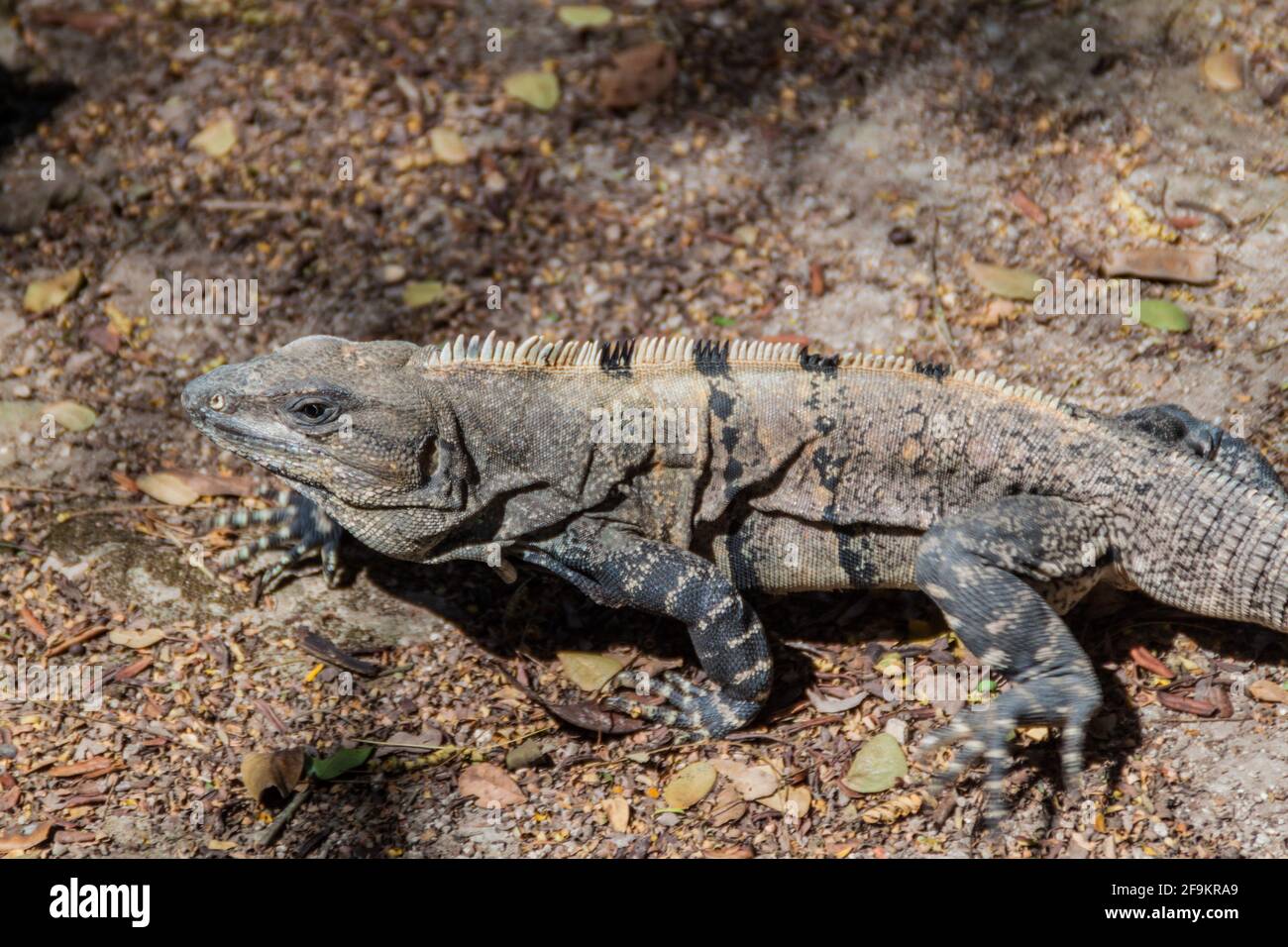 Black Iguana at the Mayan archeological site Chichen Itza, Mexico Stock ...