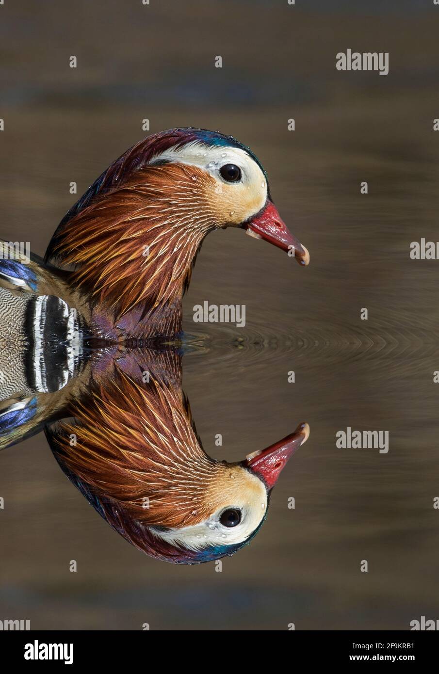 Male mandarin duck (Aix galericulata Stock Photo - Alamy