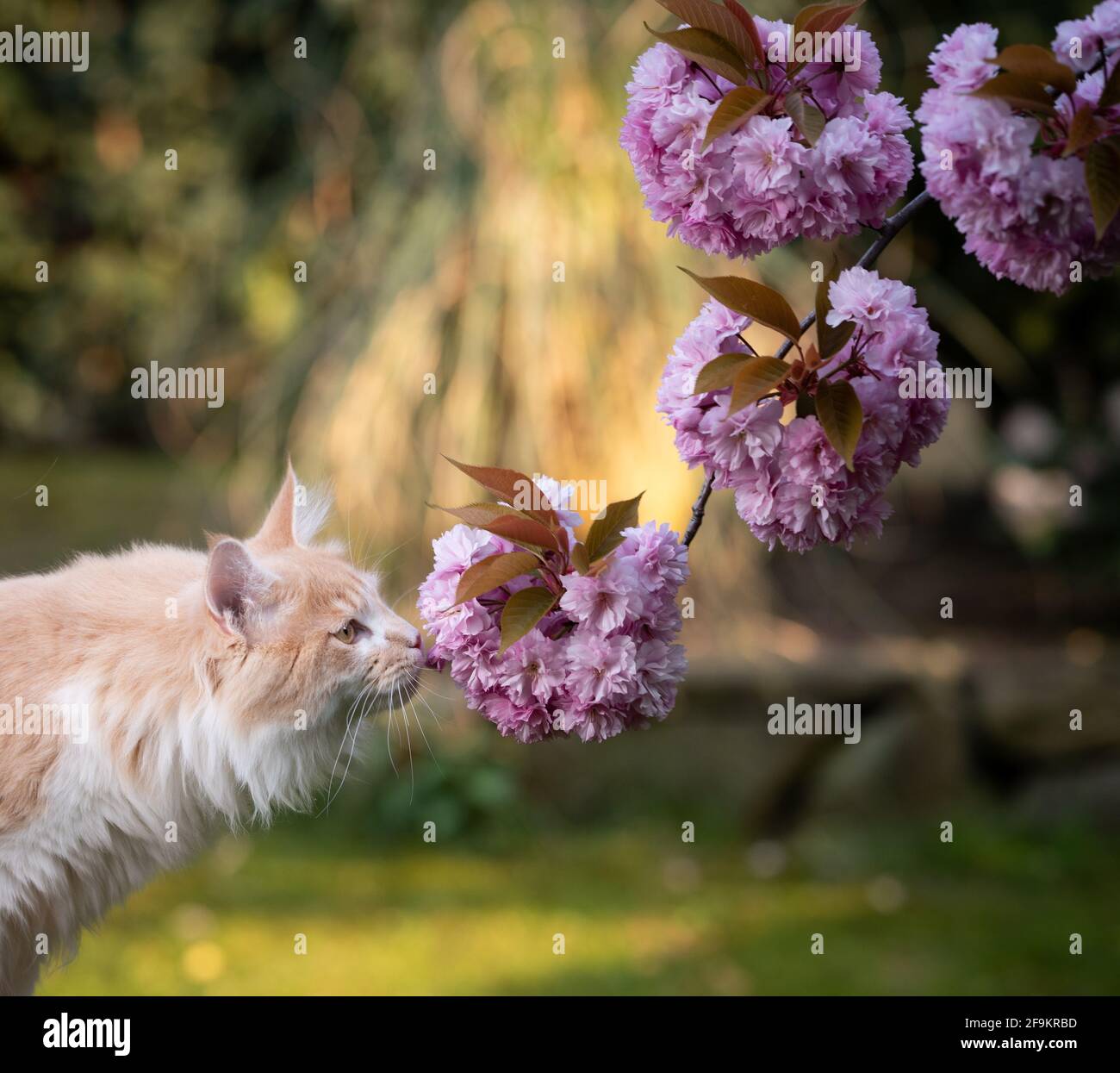 side view of a beige fawn maine coon cat smelling on cherry blossom in ...