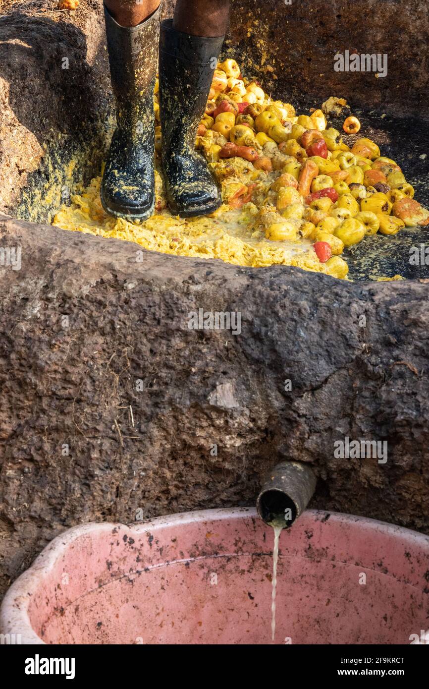 Traditional method of cashew apples being mashed with legs to extract ...