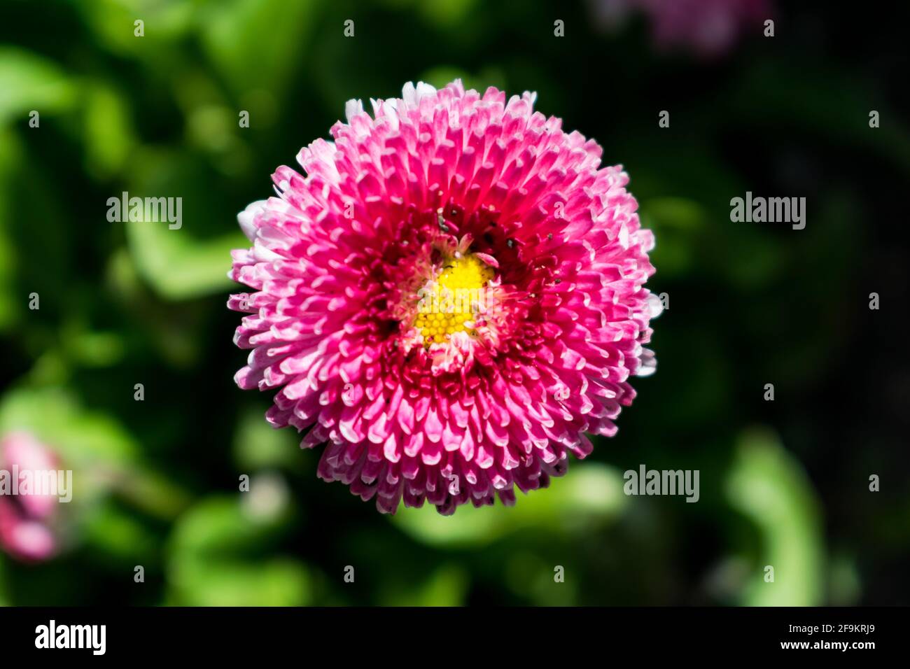 Spring flower close up shot Stock Photo - Alamy