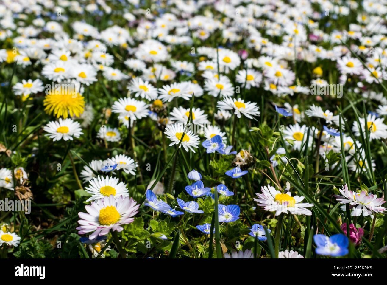 Spring flowers close-up shot Stock Photo - Alamy