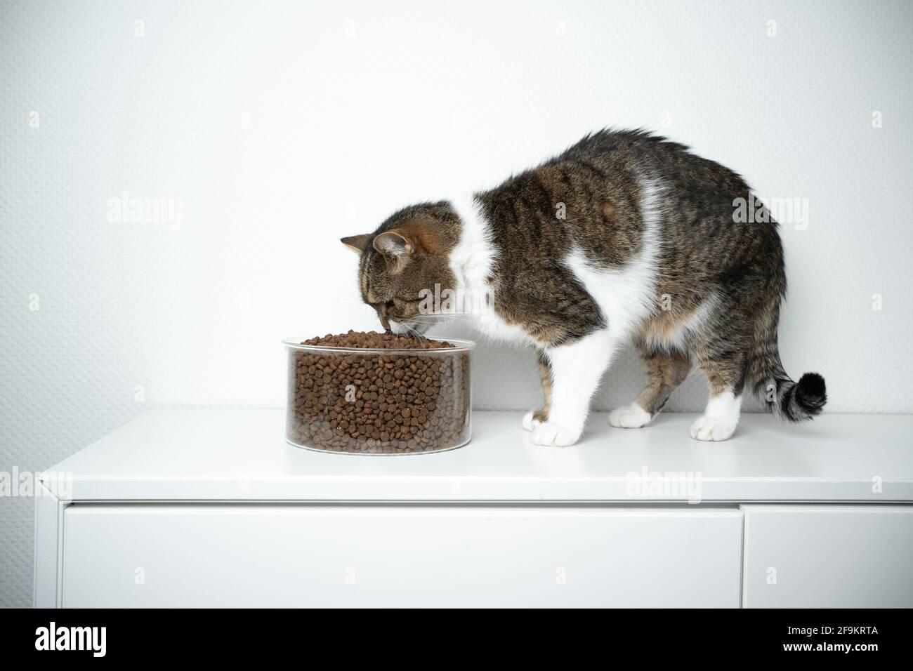 side view of a tabby white british shorthair cat eating dry pet food in ...