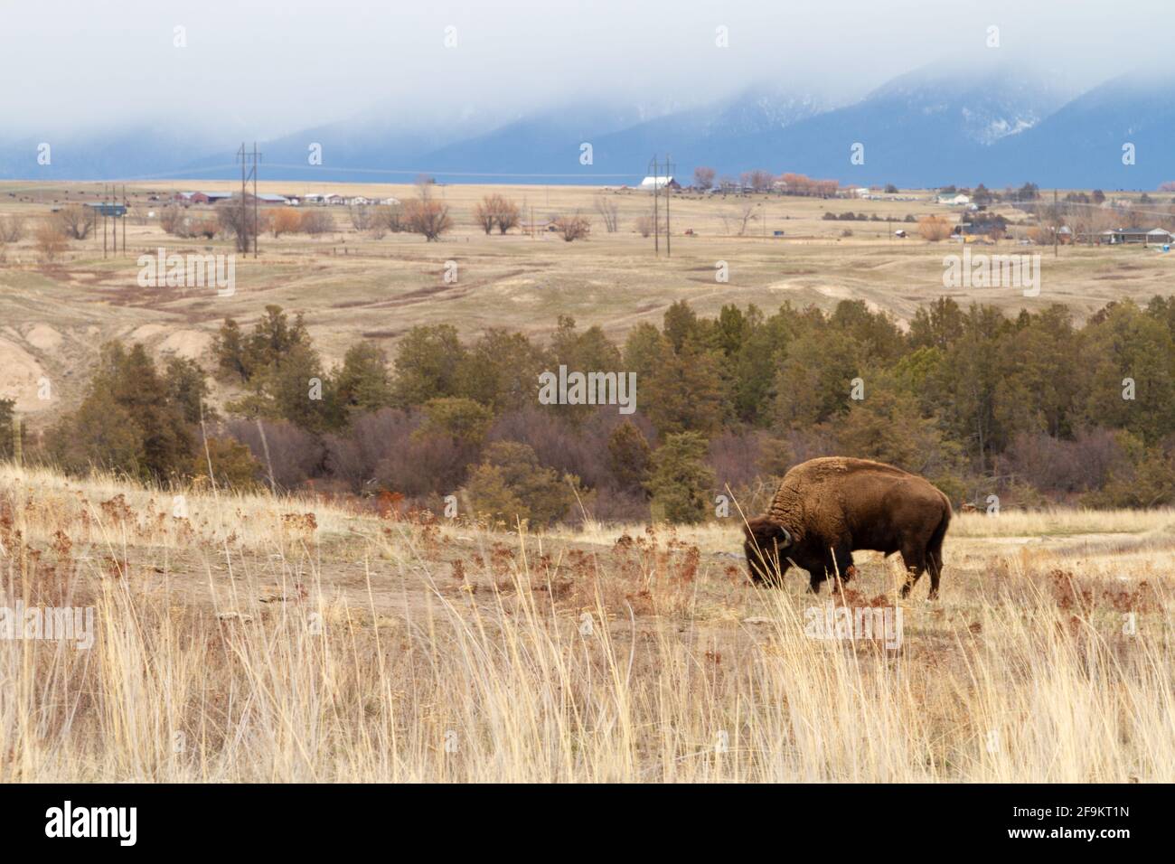 Intermountain native grassland hi-res stock photography and images - Alamy