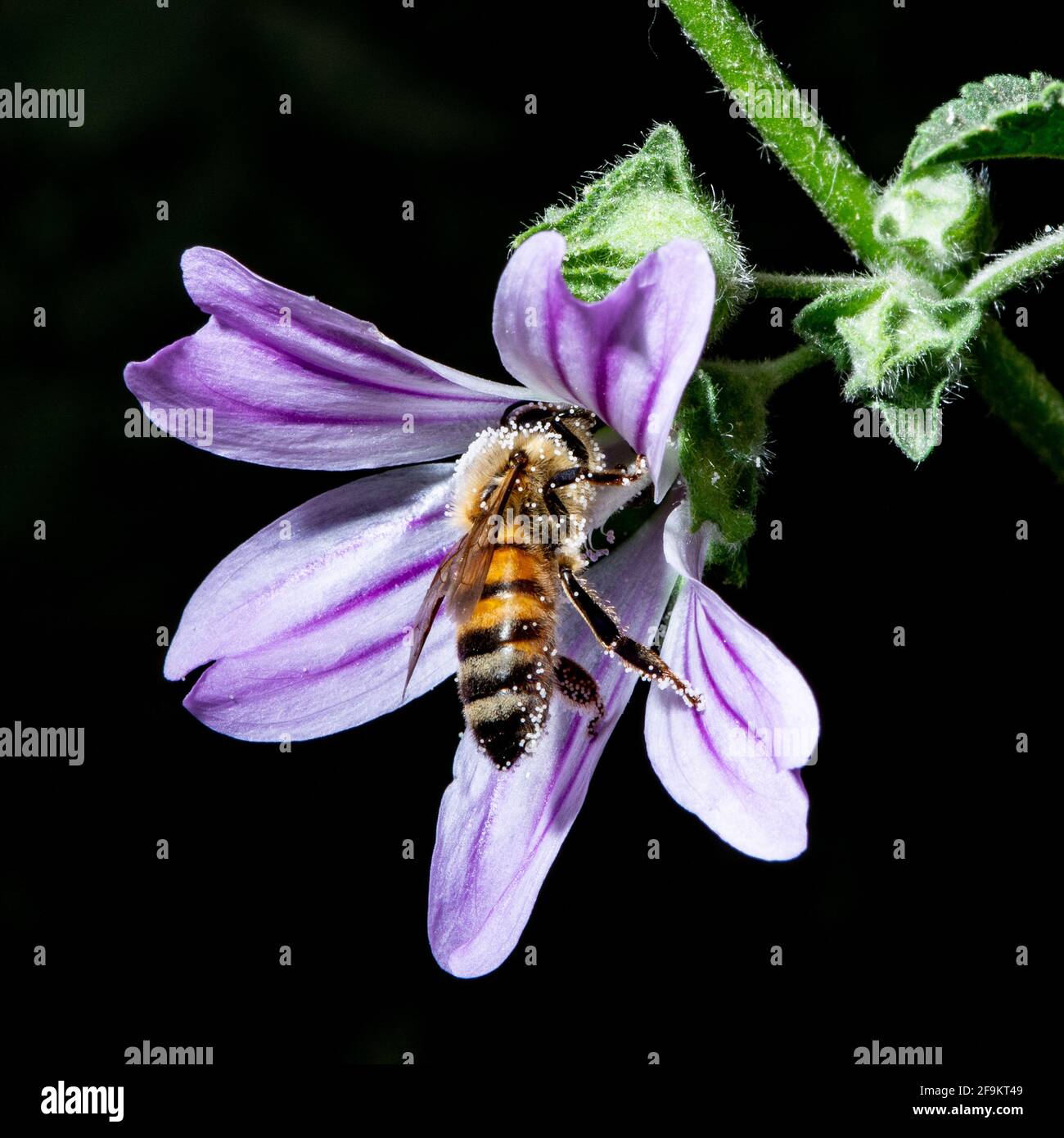 Still Life Macro Stock Photo - Alamy