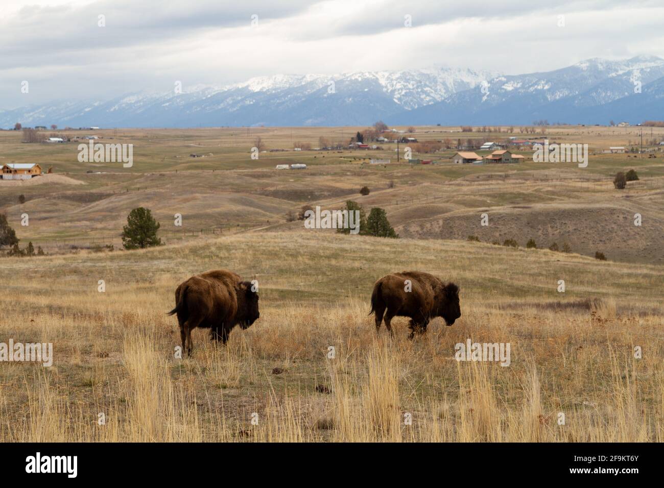 A pair of bison on the National Bison Range, showing it's proximity to ...