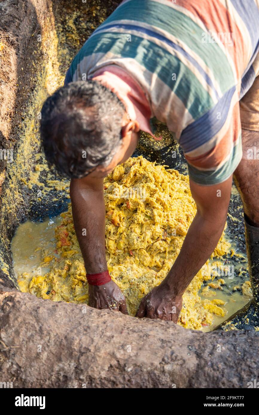 Mashed remains of the cashew fruits being gathered together for final ...