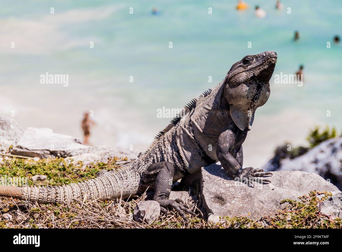 Black Iguana at the ruins of the ancient Maya city Tulum, Mexico ...