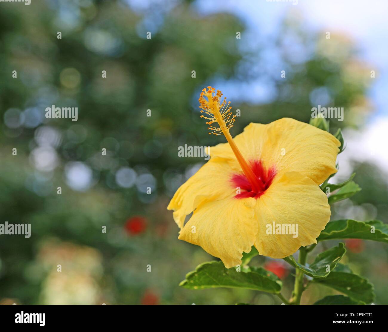 Yellow hibiscus hawaii hi-res stock photography and images - Alamy
