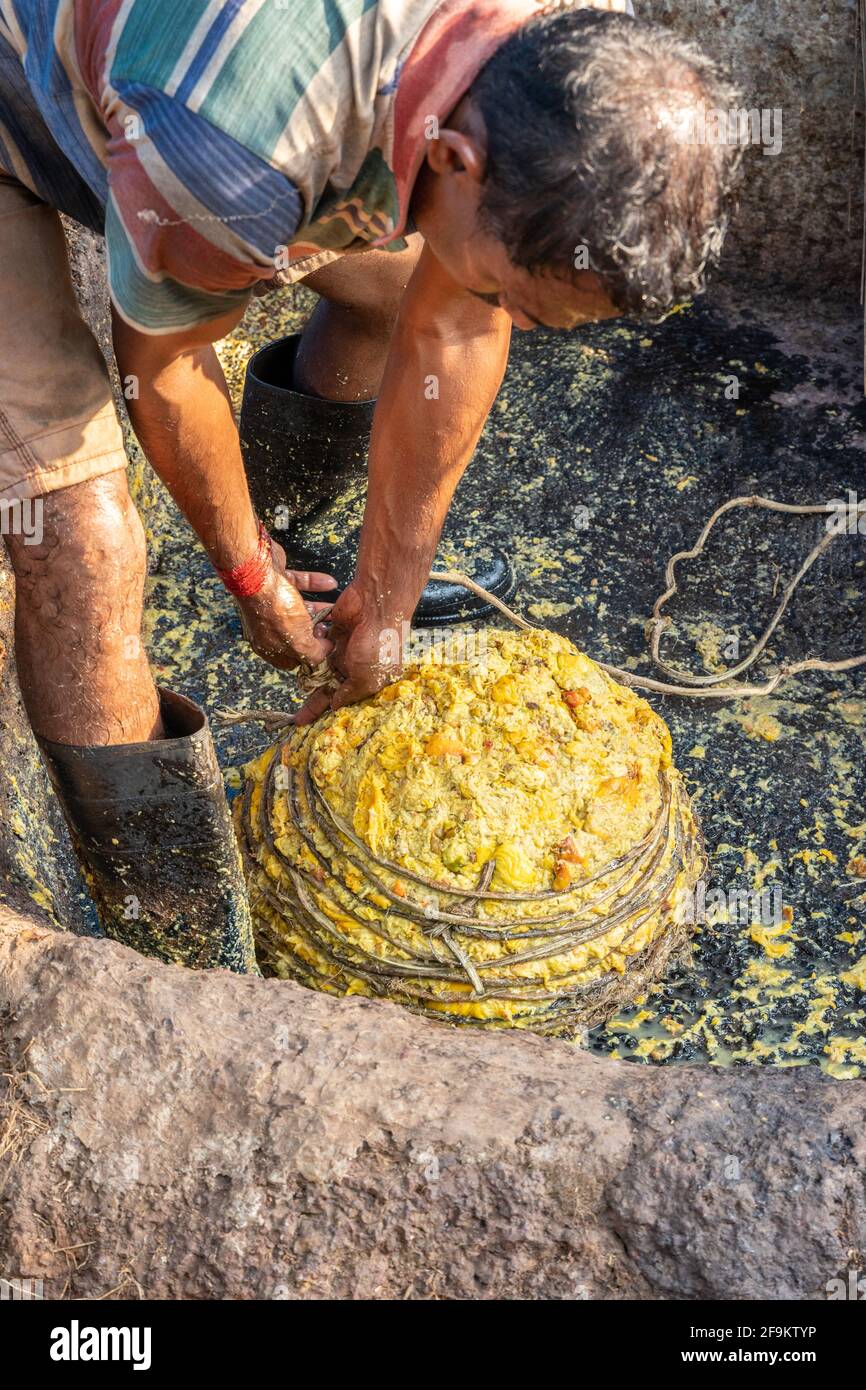 Mashed remains of the cashew fruits being gathered together for final ...