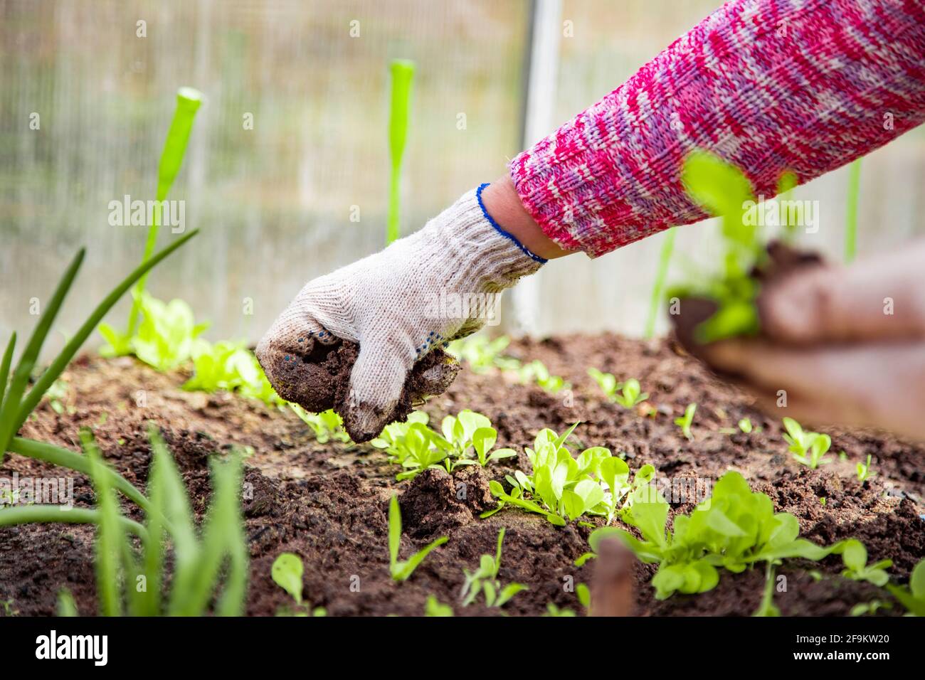 planting plants. a woman plants young sprouts in the ground. close-up ...