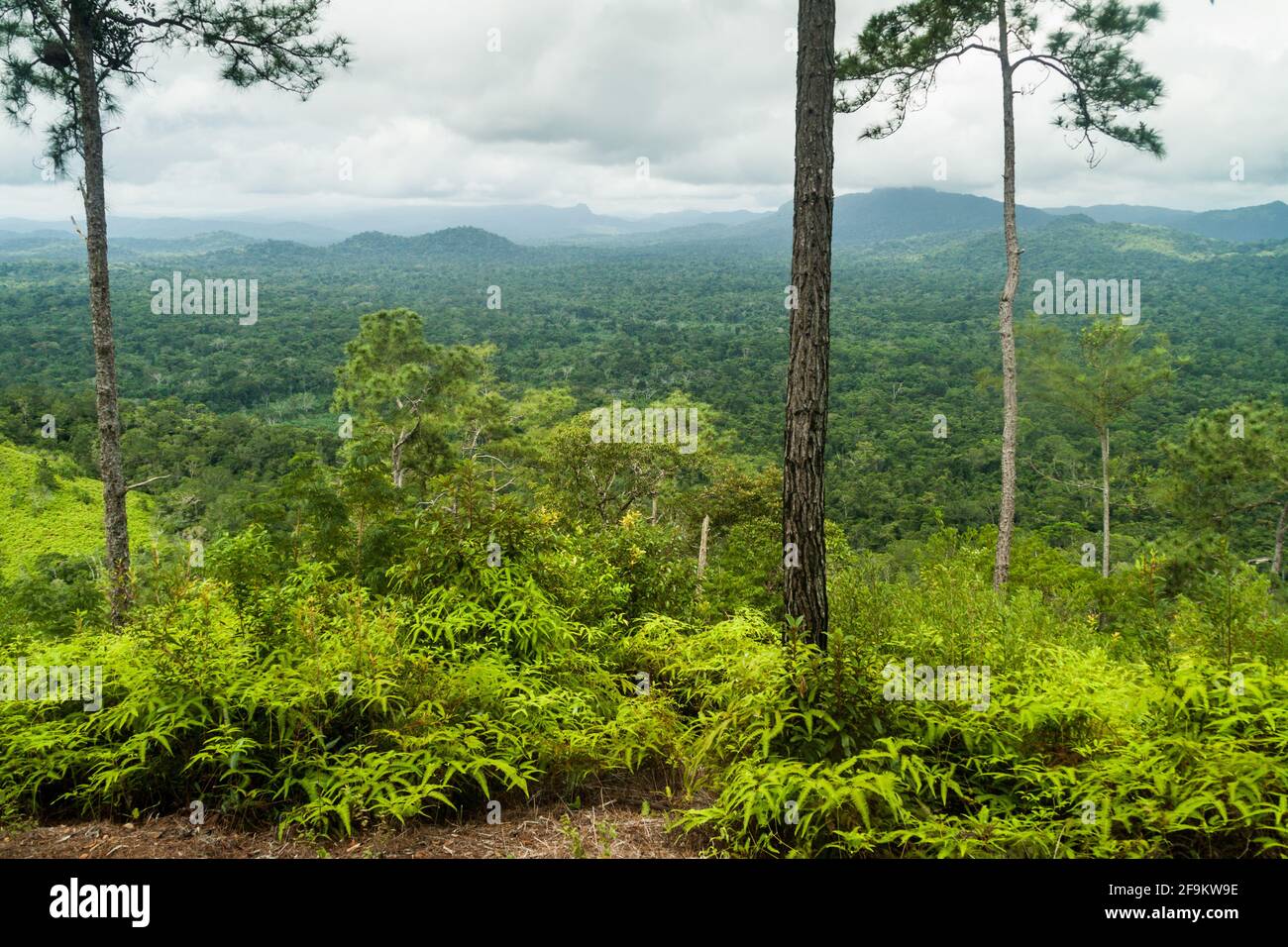 View over Cockscomb Basin Wildlife Sanctuary, Belize Stock Photo - Alamy