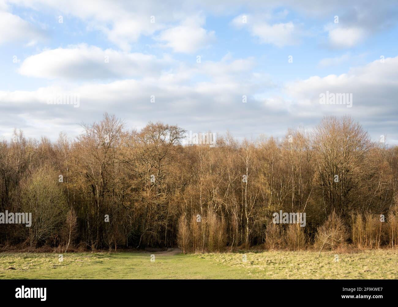 Edge of a forest on a beautiful early spring afternoon, use as a ...