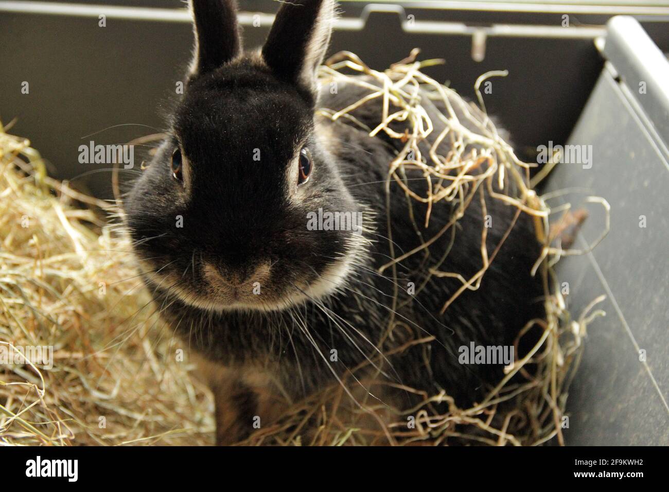 Portrait of a Netherland dwarf rabbit Stock Photo - Alamy