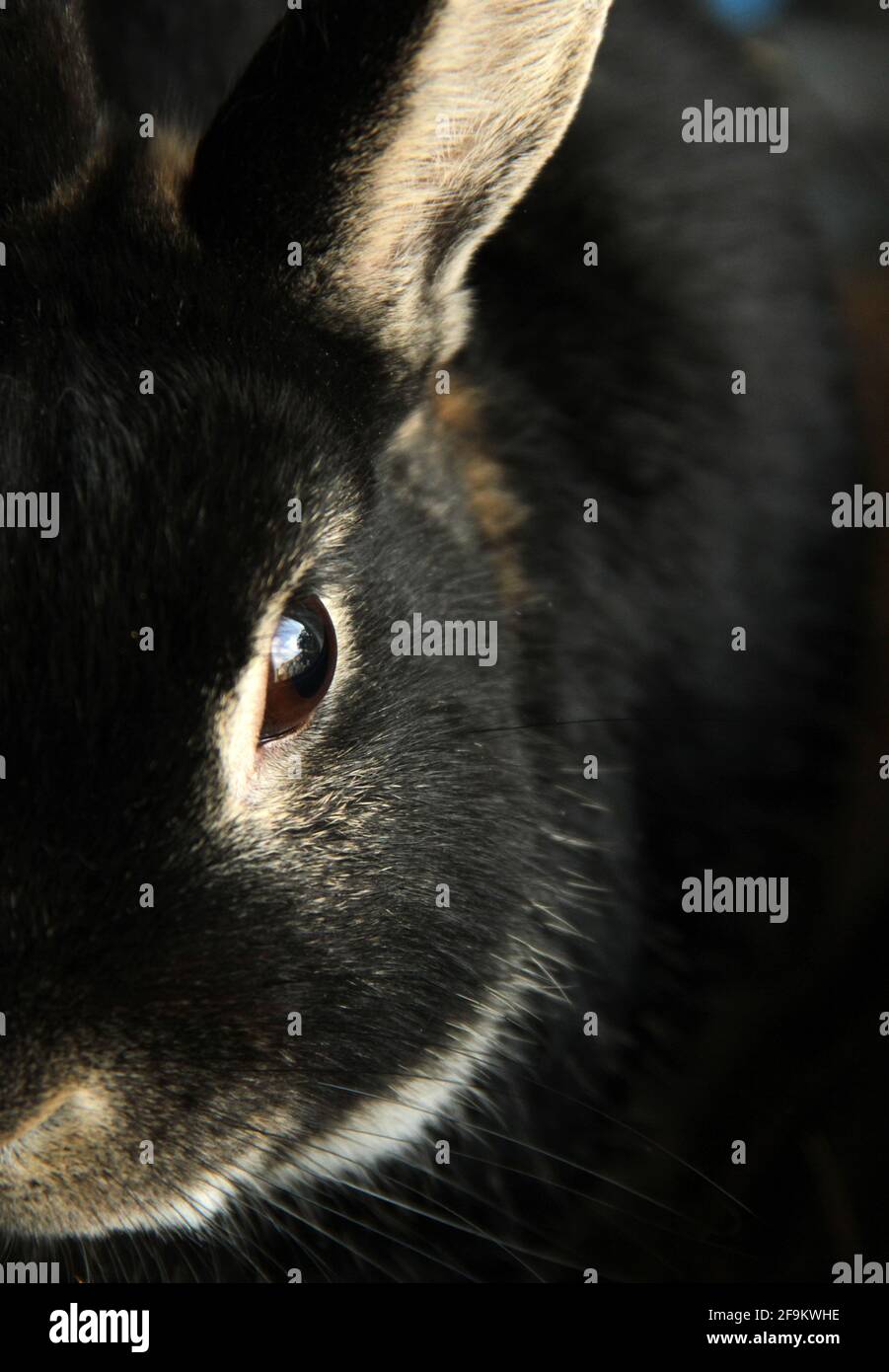 Netherland dwarf rabbit hi-res stock photography and images - Alamy