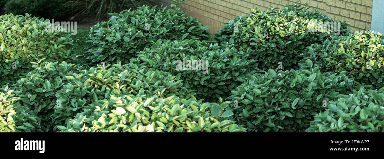 Evergreen bushes hi-res stock photography and images - Alamy