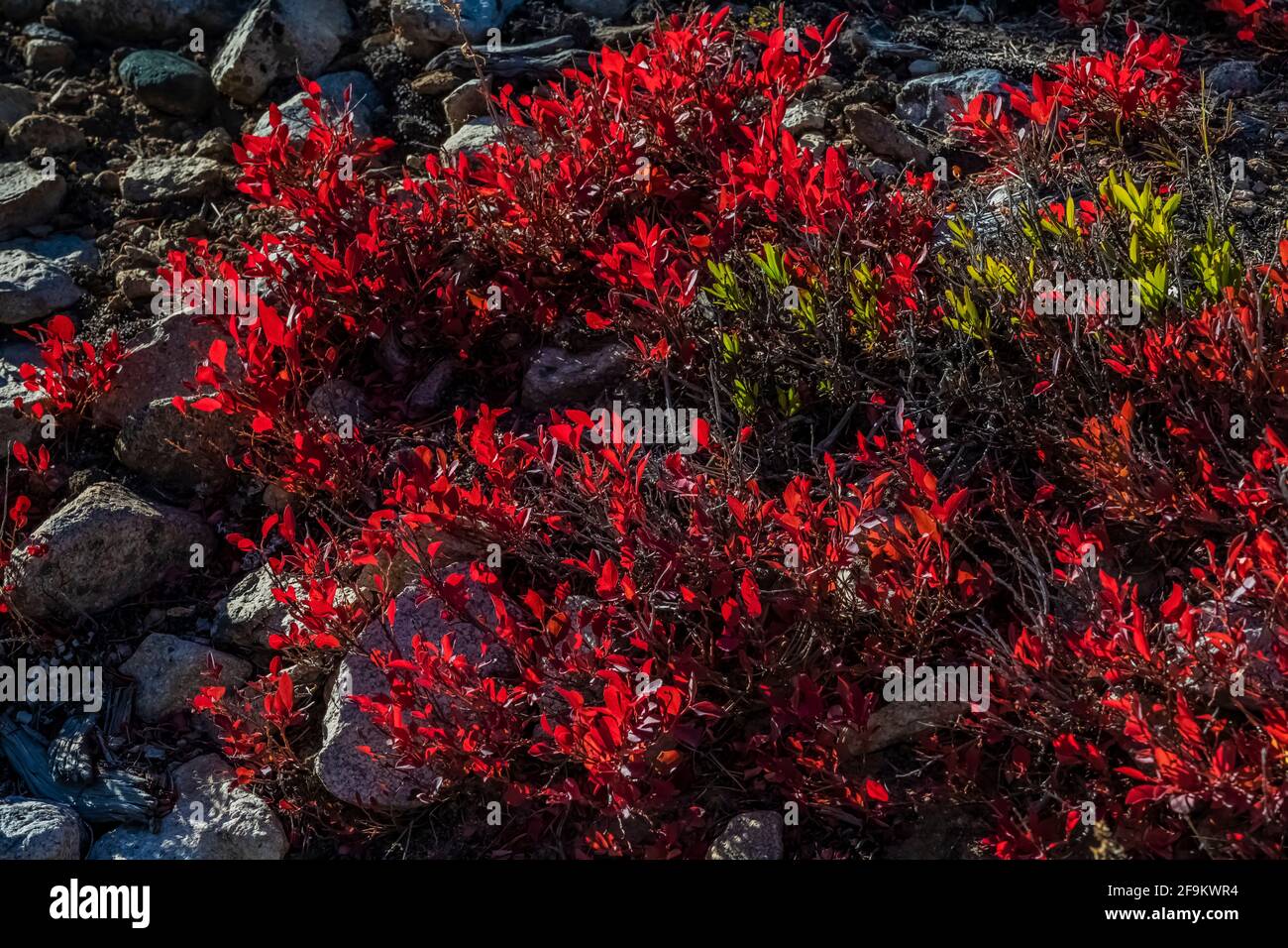 Scarlet Huckleberry leaves in autumn along Rock Creed Valley in the ...