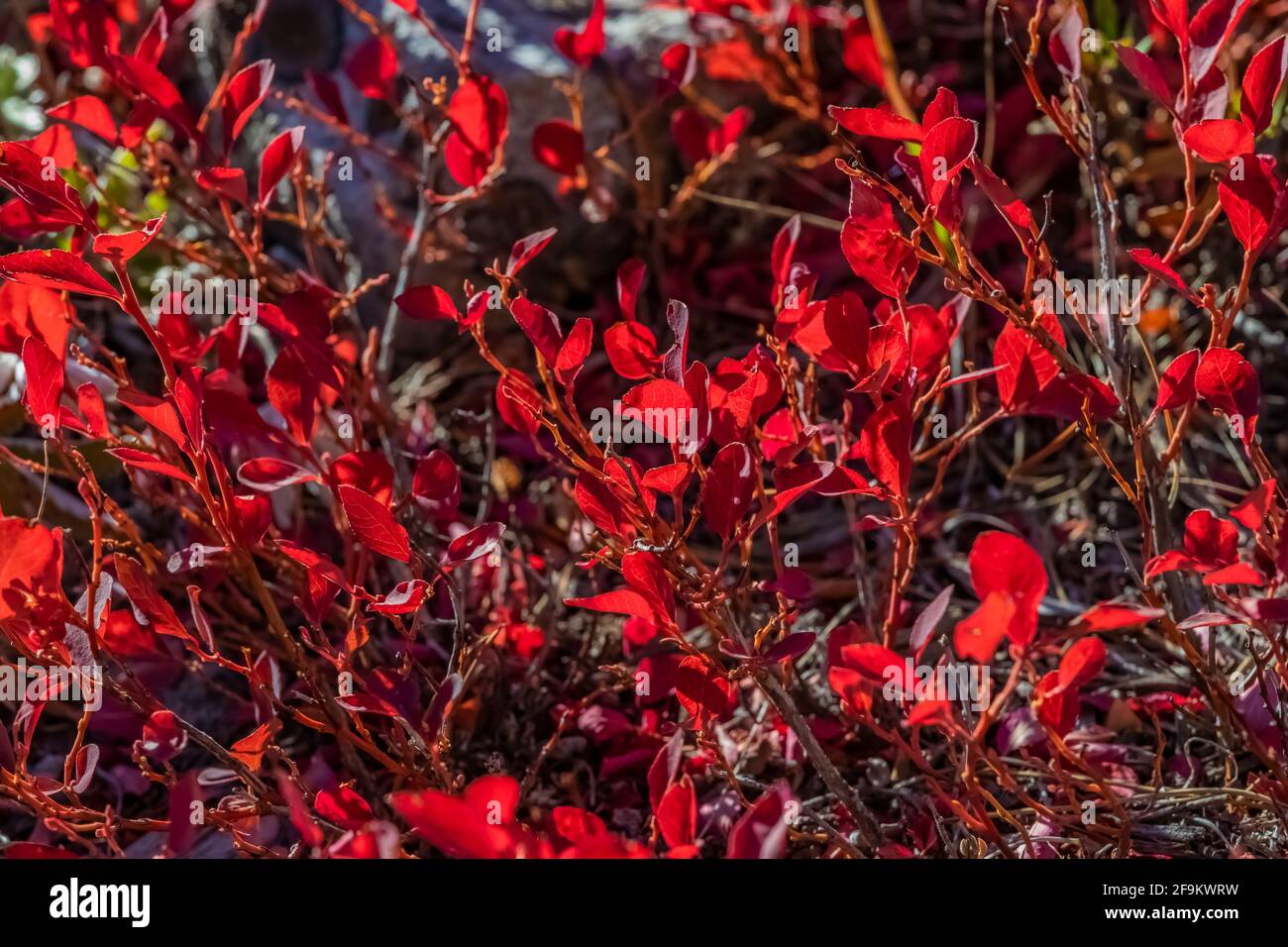 Scarlet Huckleberry leaves in autumn along Rock Creed Valley in the ...