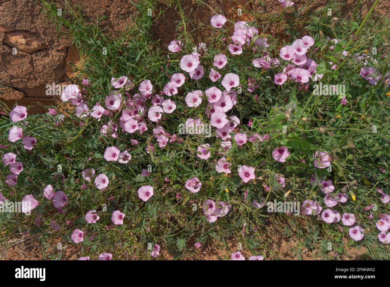 Convolvulus convolvulaceae hi-res stock photography and images - Alamy