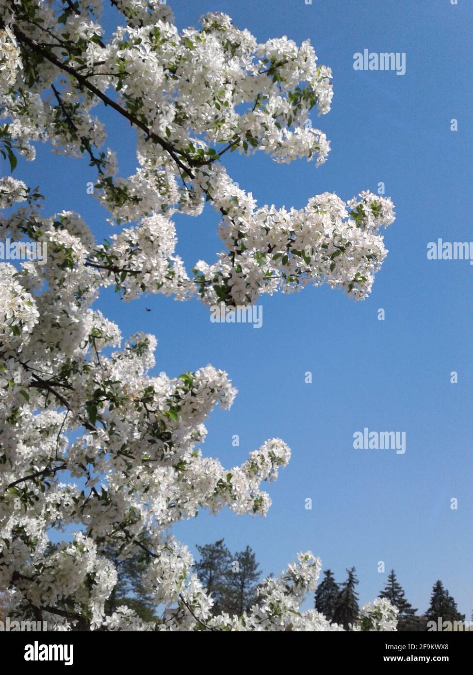 Spring Snow Crabapple Tree in Bloom Stock Photo - Alamy