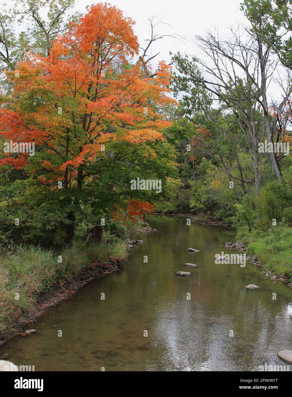 Trees with fall foliage lining the Pike River in Petrifying Springs ...