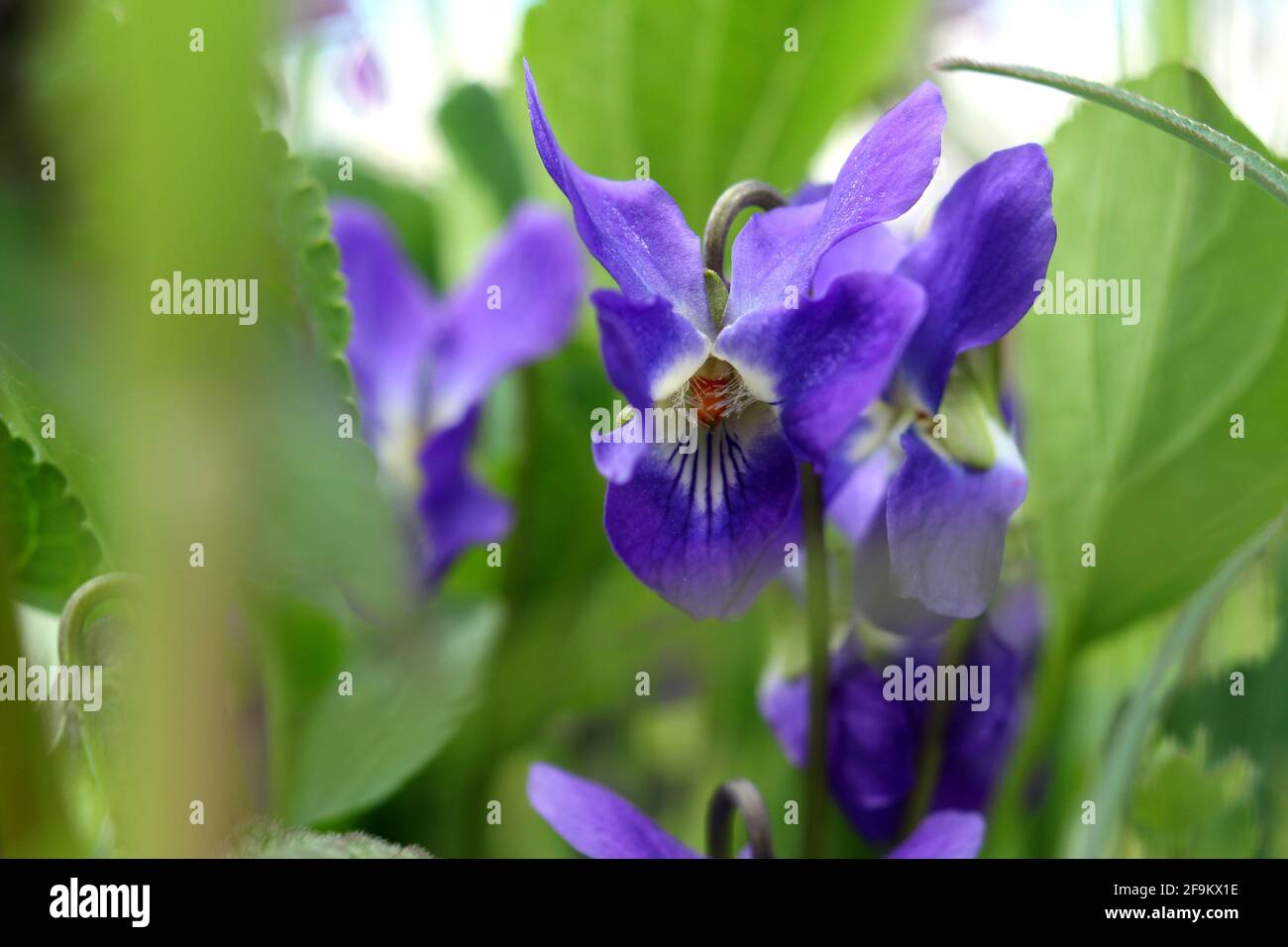Viola plant blooming on a spring meadow. Viola odorata Stock Photo - Alamy