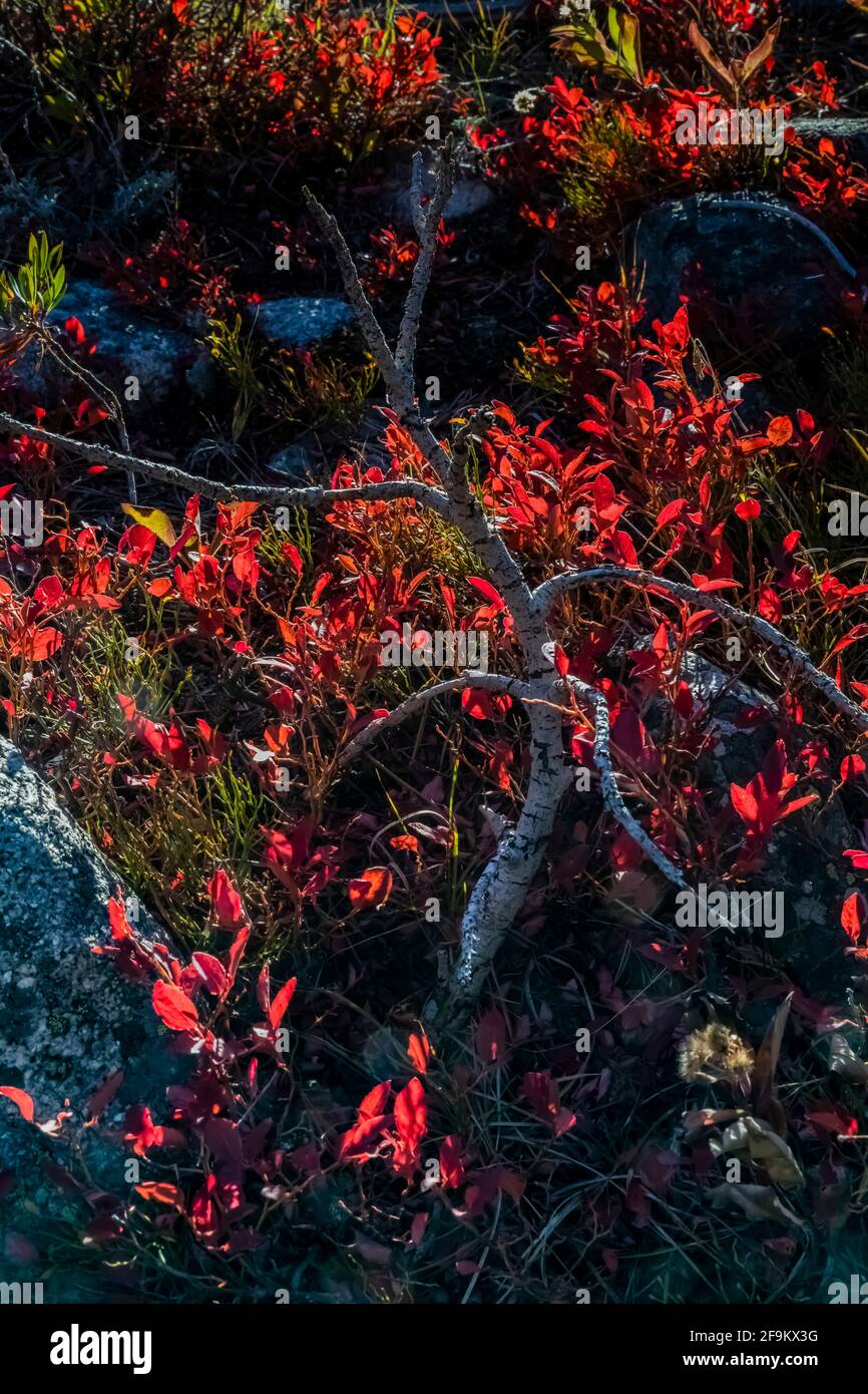 Scarlet Huckleberry leaves in autumn along Rock Creed Valley in the ...