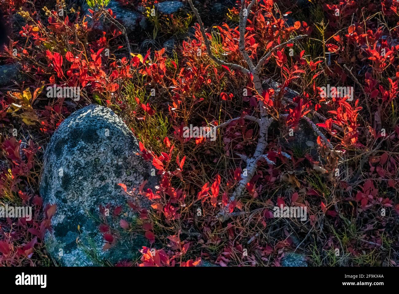 Huckleberry rock hi-res stock photography and images - Alamy