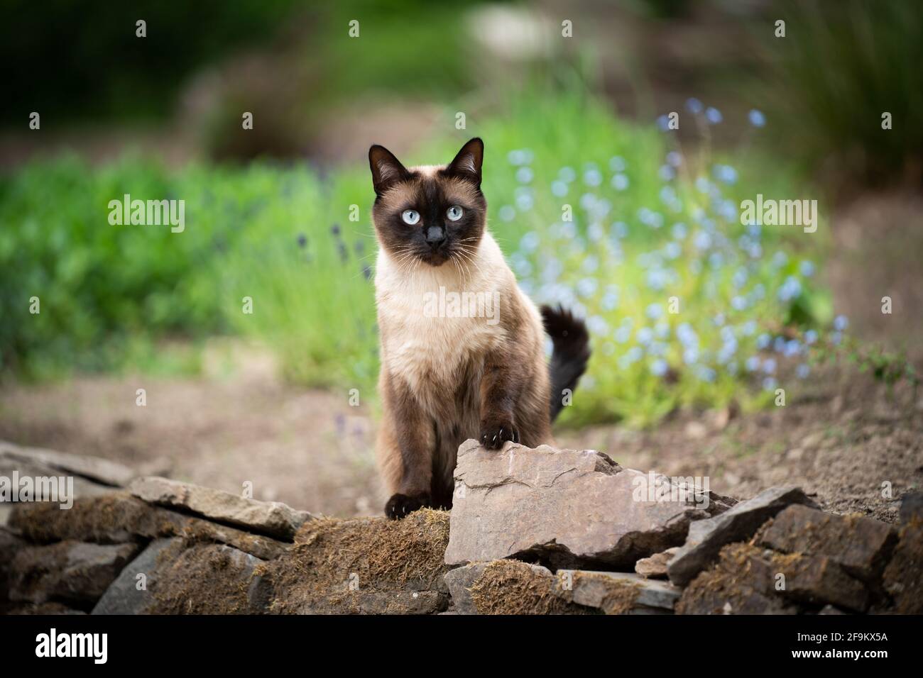 siamese cat outdoors in the garden looking at camera Stock Photo - Alamy