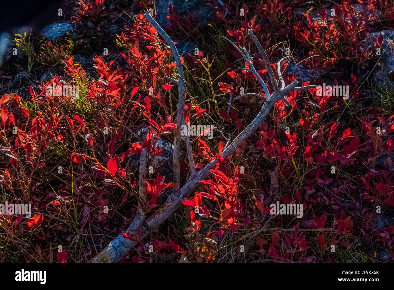 Scarlet Huckleberry leaves in autumn along Rock Creed Valley in the ...