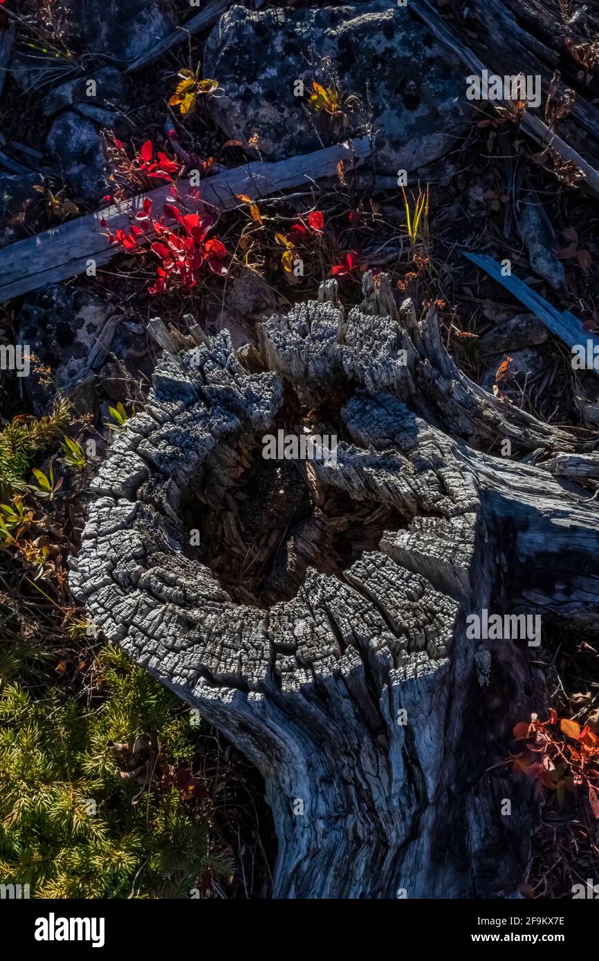 Stump rock hi-res stock photography and images - Alamy