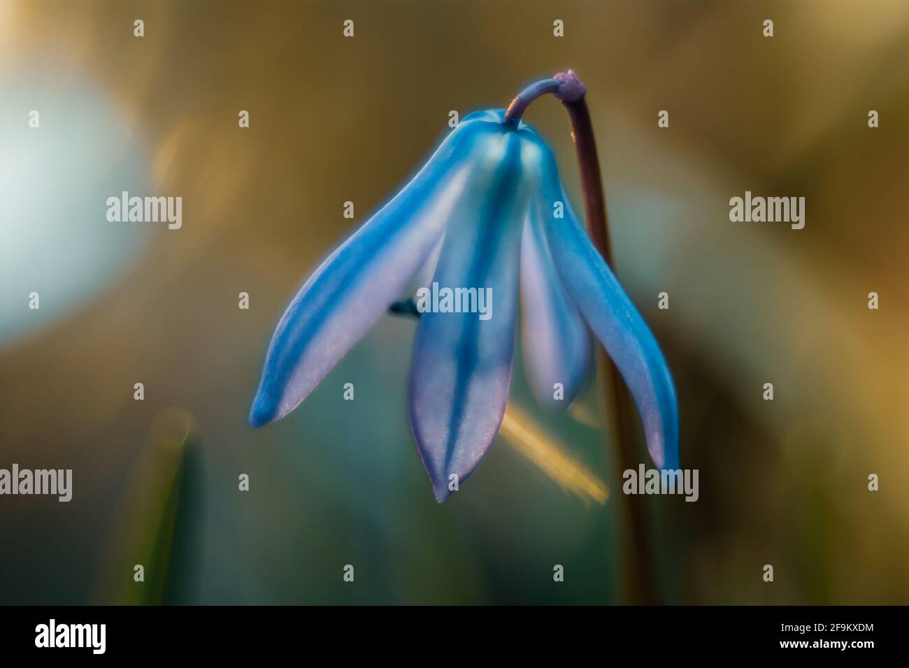 Siberian scylla hi-res stock photography and images - Alamy