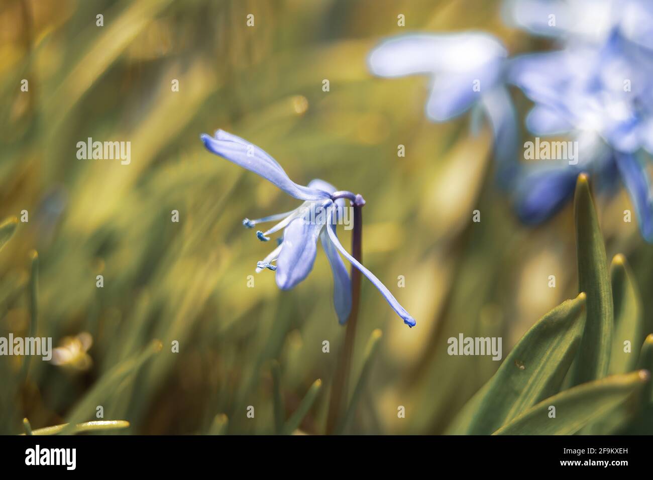 Spring onion flower natural hi-res stock photography and images - Alamy