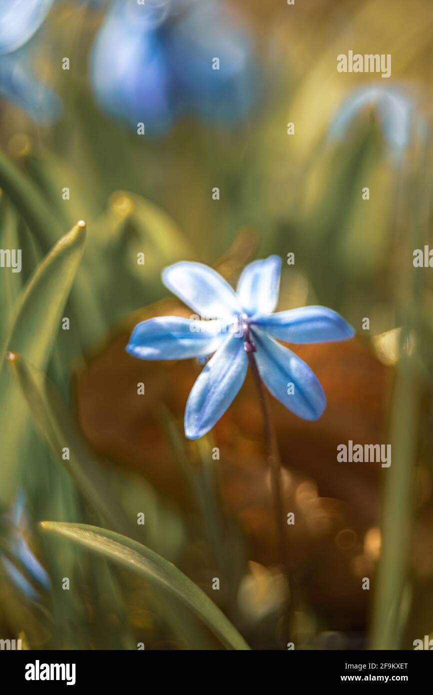 Siberian onion, early spring flower Stock Photo - Alamy