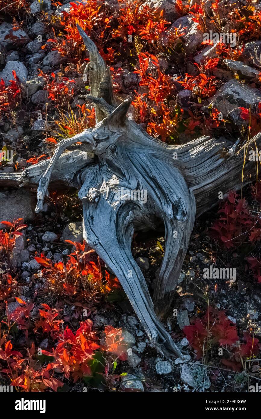 Huckleberry bush montana hi-res stock photography and images - Alamy