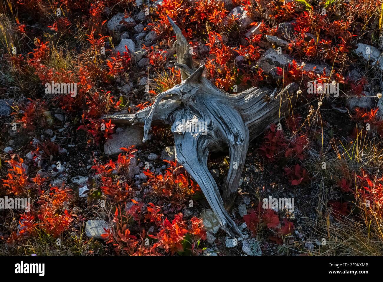 Scarlet Huckleberry leaves with weathered pine stump in autumn along ...