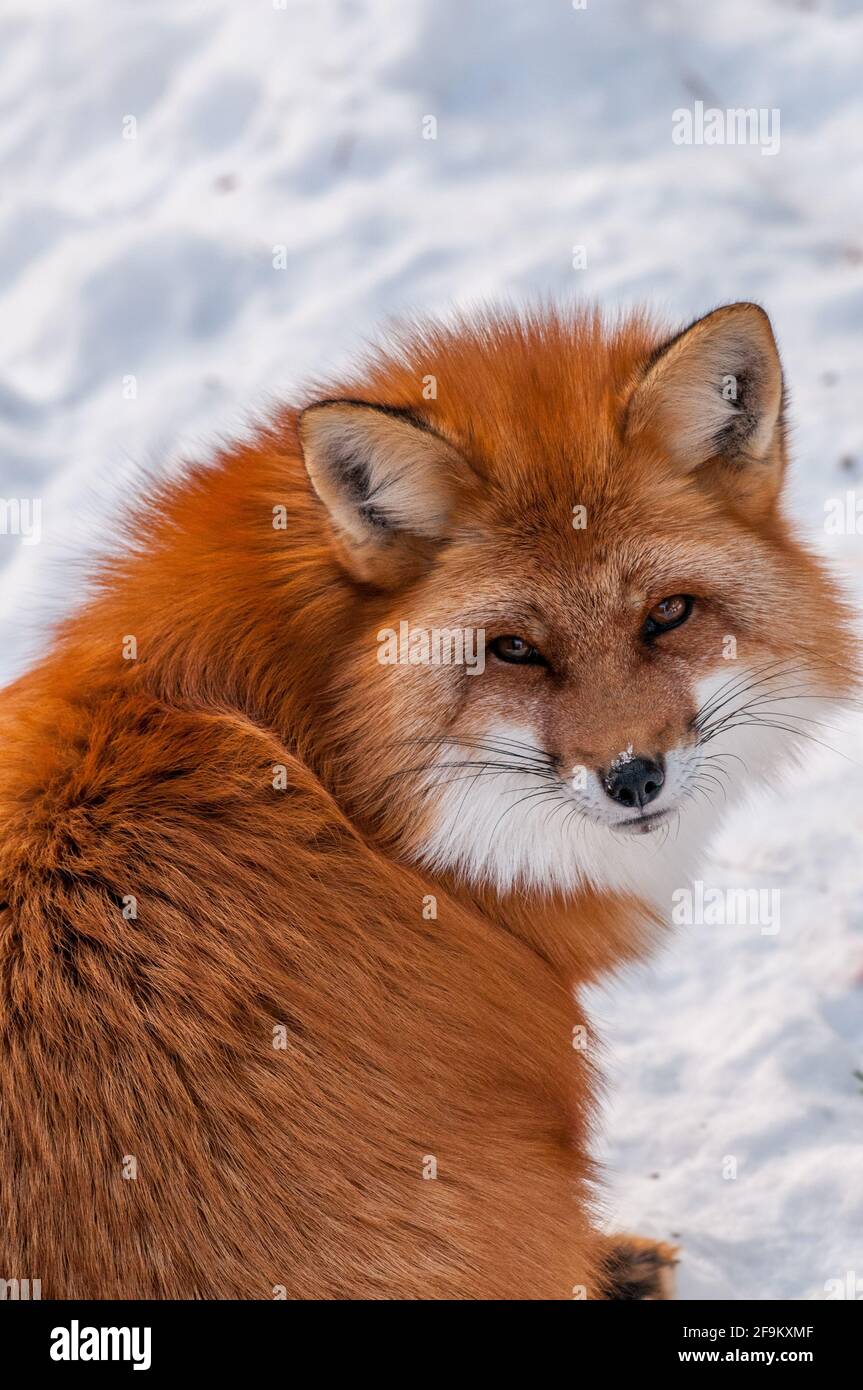 Curious fox posing in nature Stock Photo - Alamy