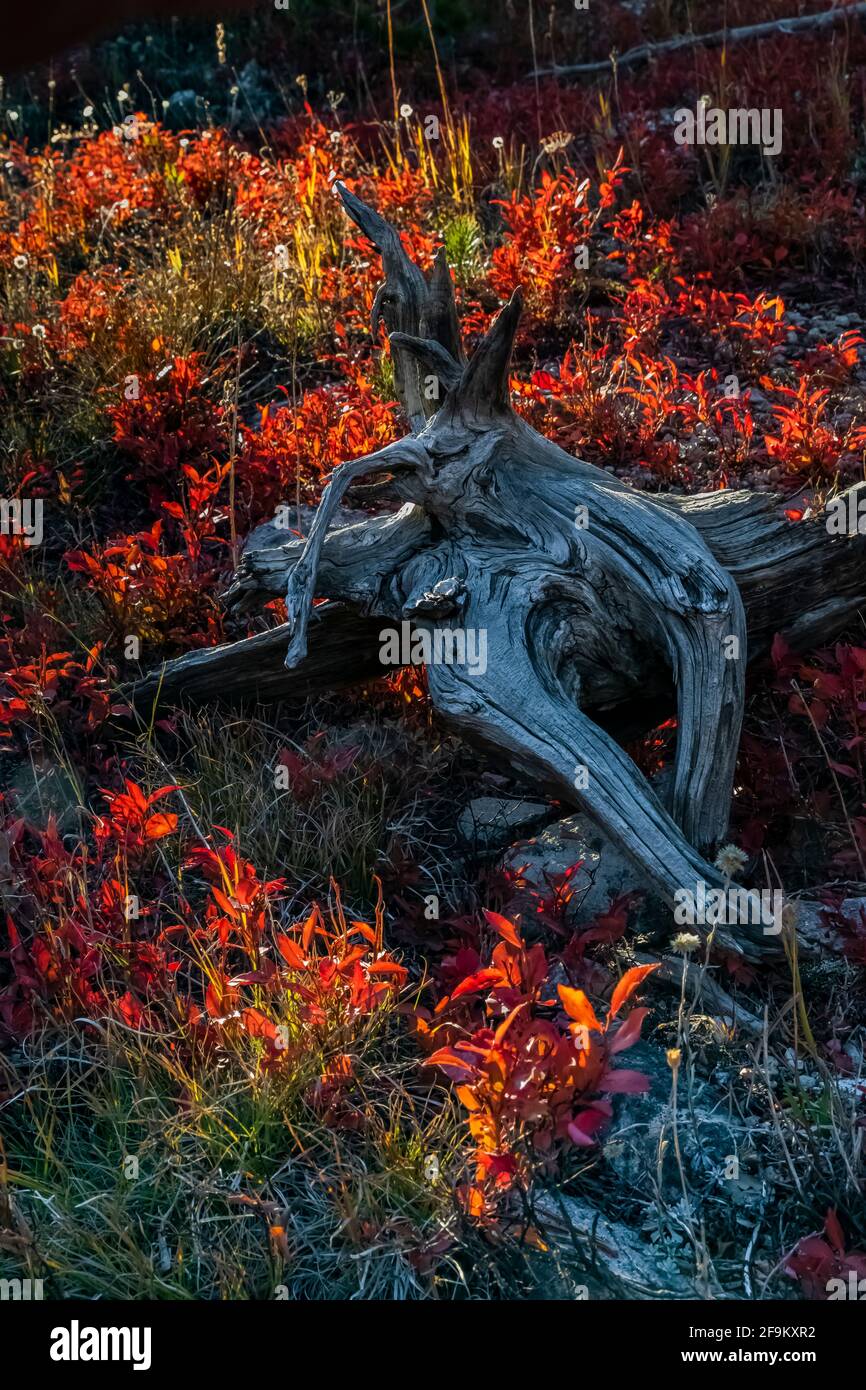 Scarlet Huckleberry leaves with weathered pine stump in autumn along ...