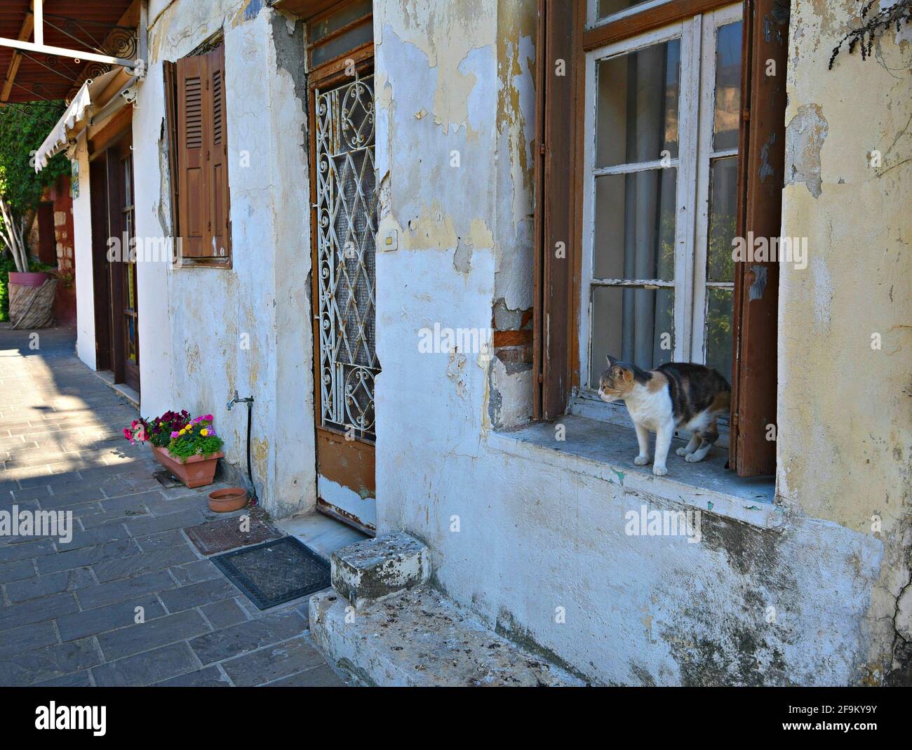Greek cat on the window sill of an old traditional house in Chania ...