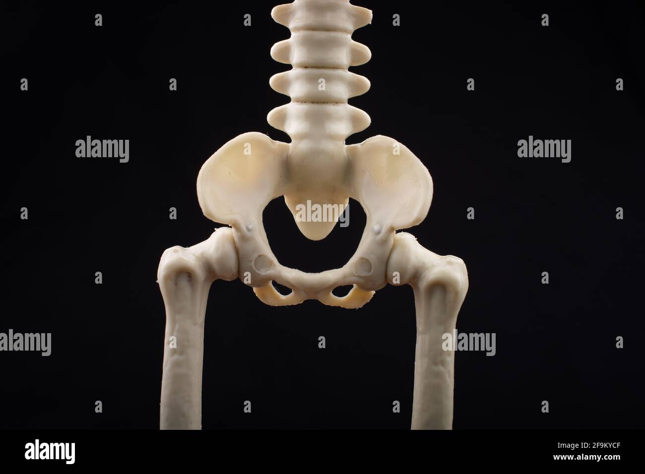 Human skeleton model for medical anatomy science Medical clinic concept ...