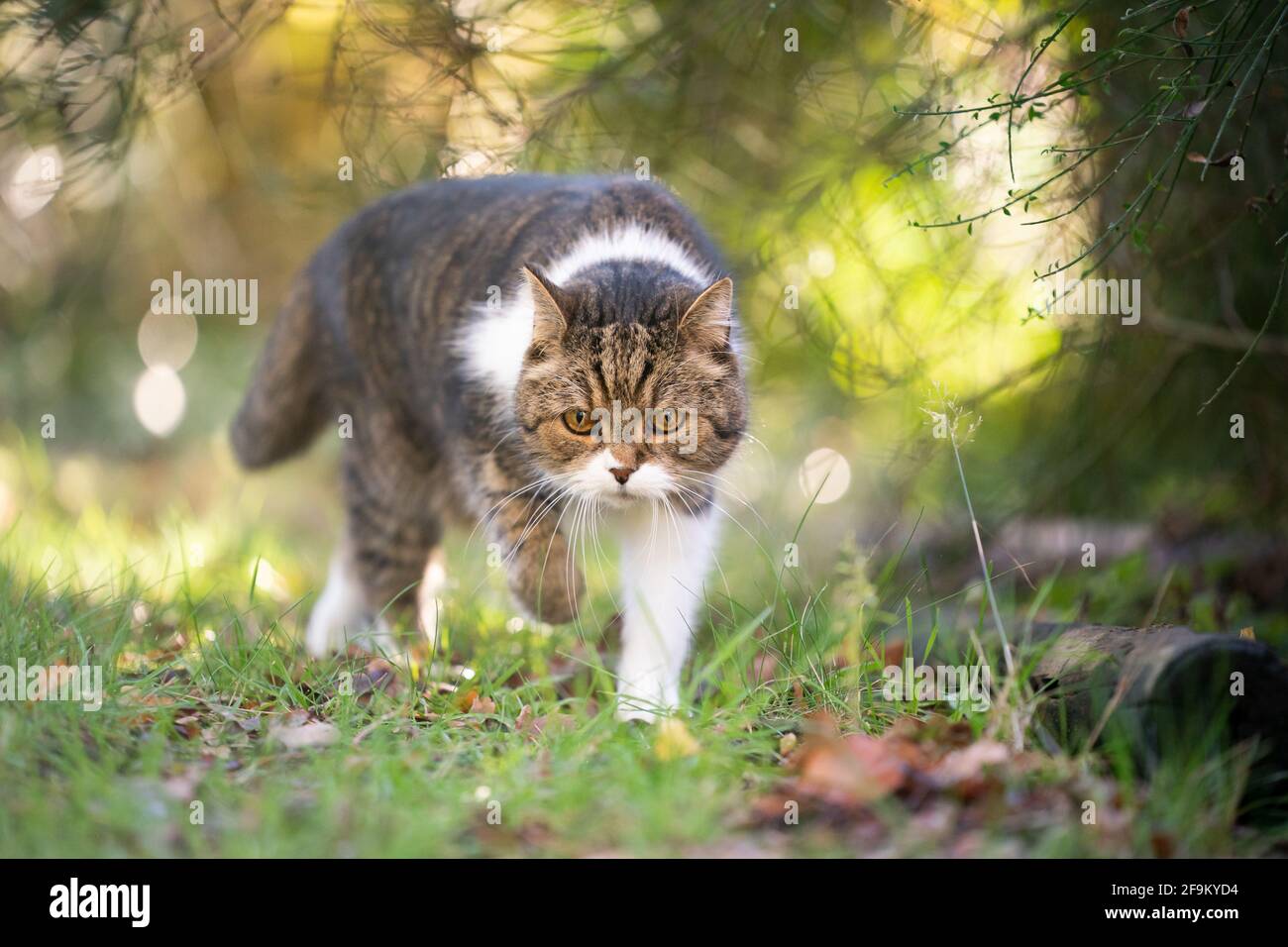 tabby white british shorthair cat walking under a bush outdoors in ...