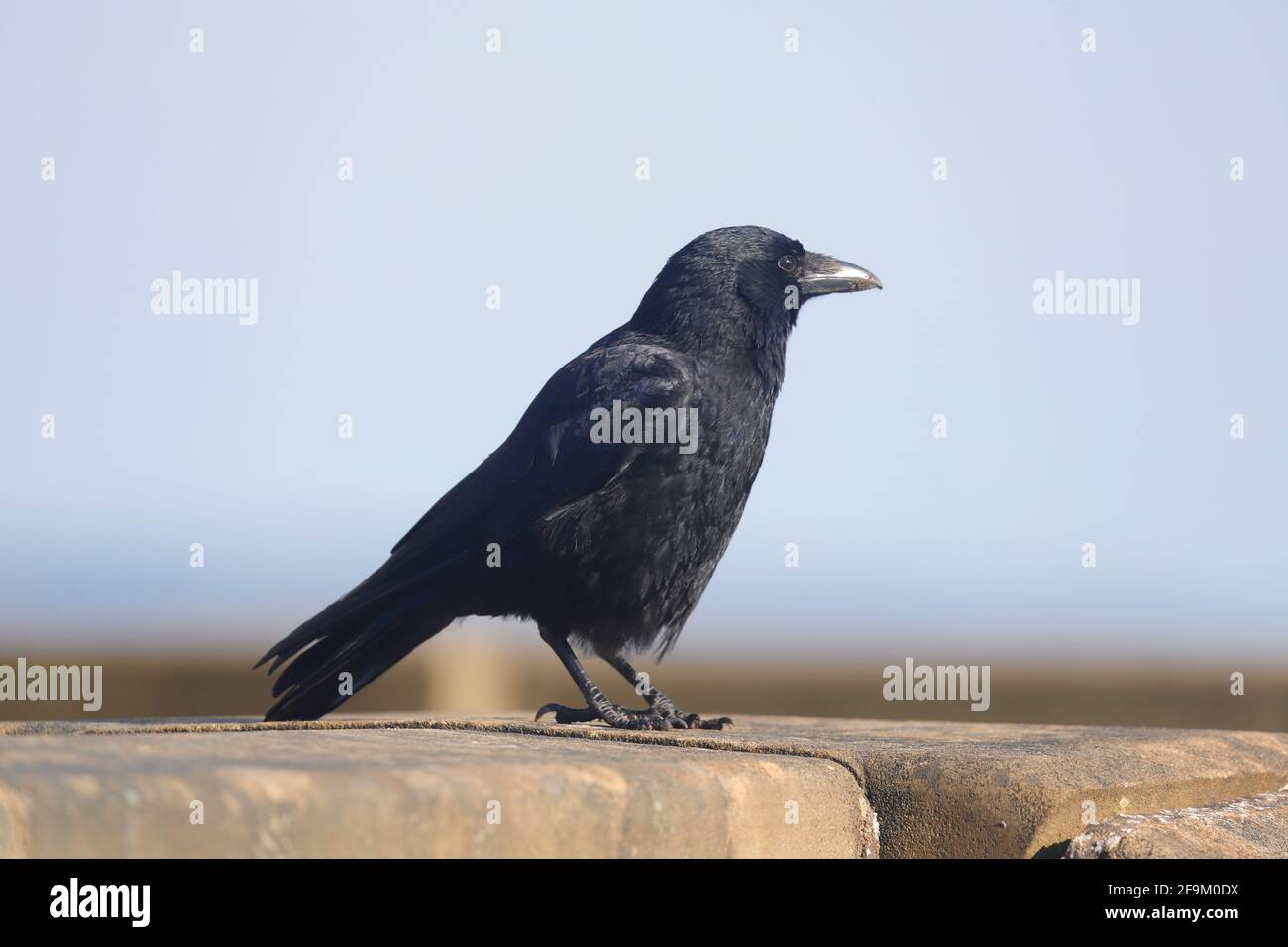 Scarborough birds hi-res stock photography and images - Alamy