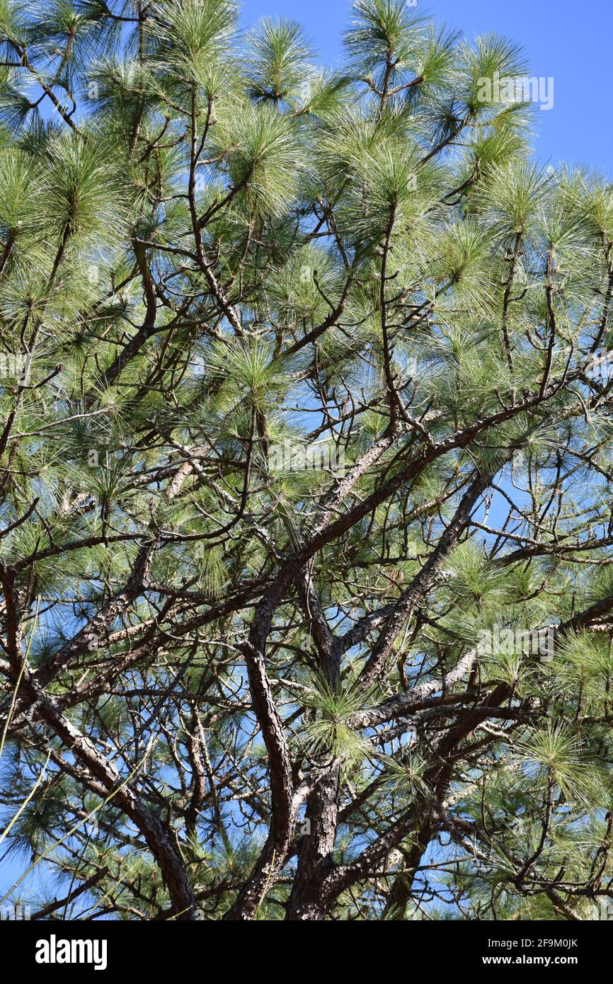 Needle leaf forest hi-res stock photography and images - Alamy