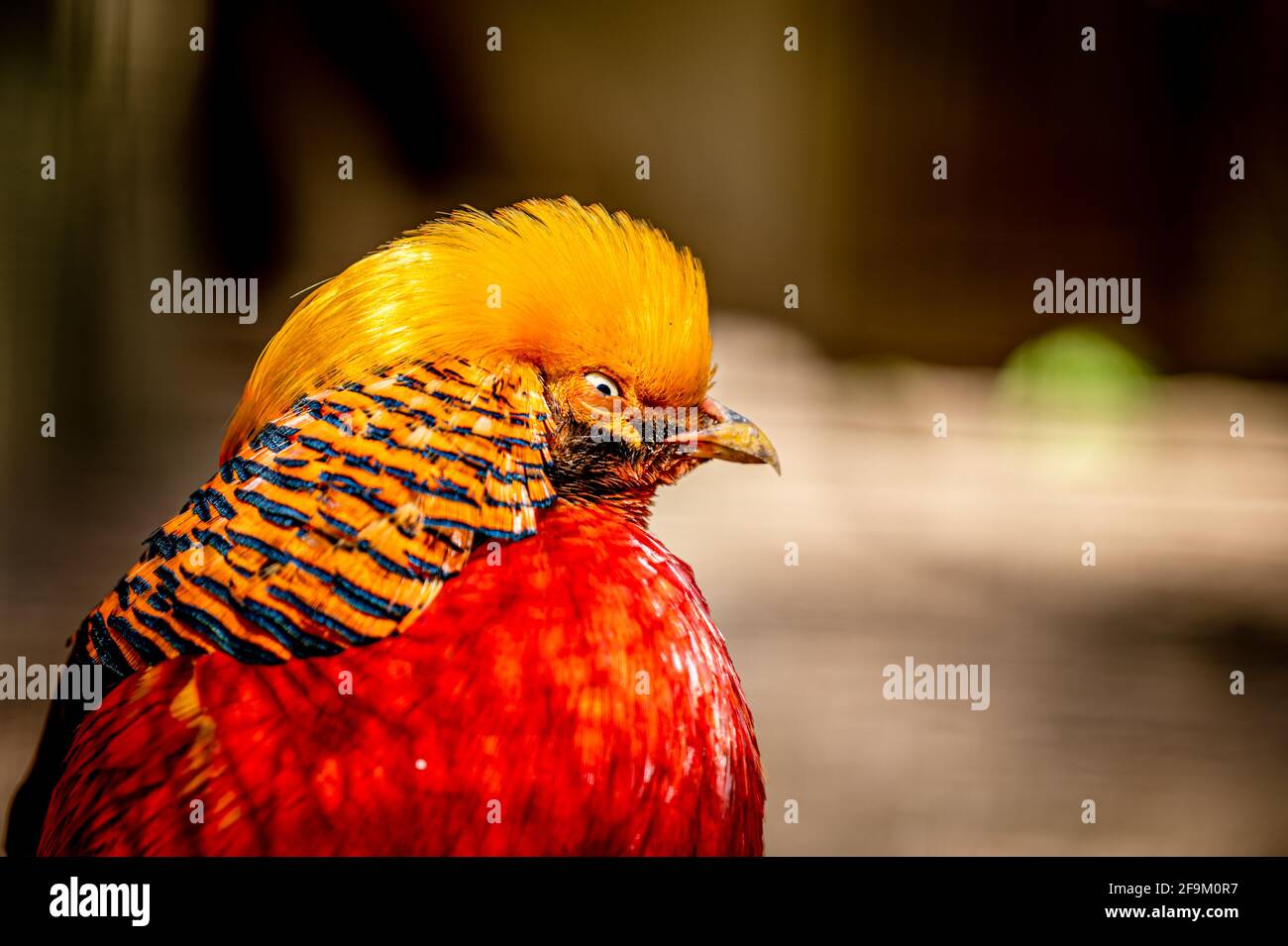 Male golden pheasant. Chrysolophus pictus. Portrait of Chinese pheasant ...