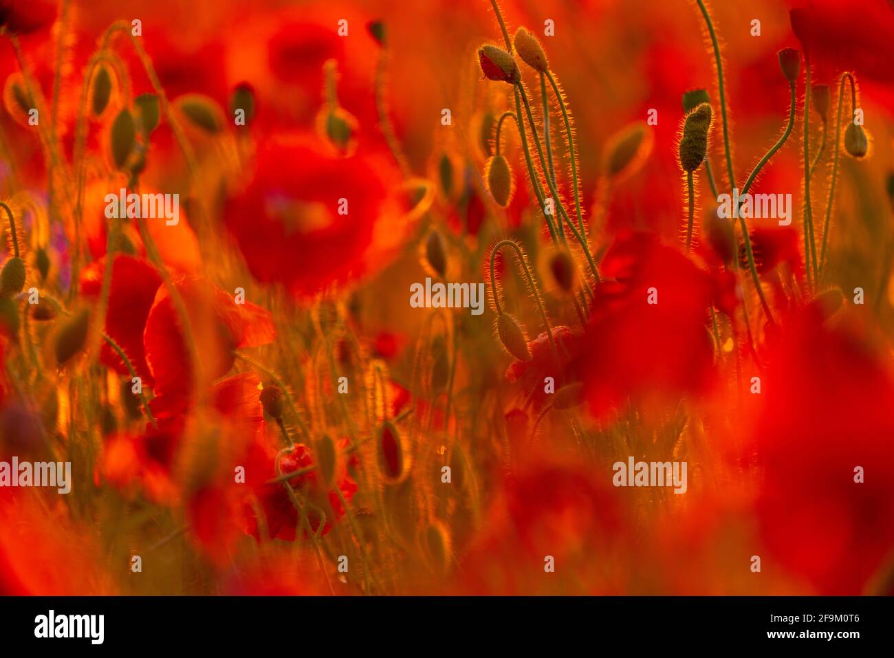 Poppy flowers field close-up and macro. Agriculture and natural ...