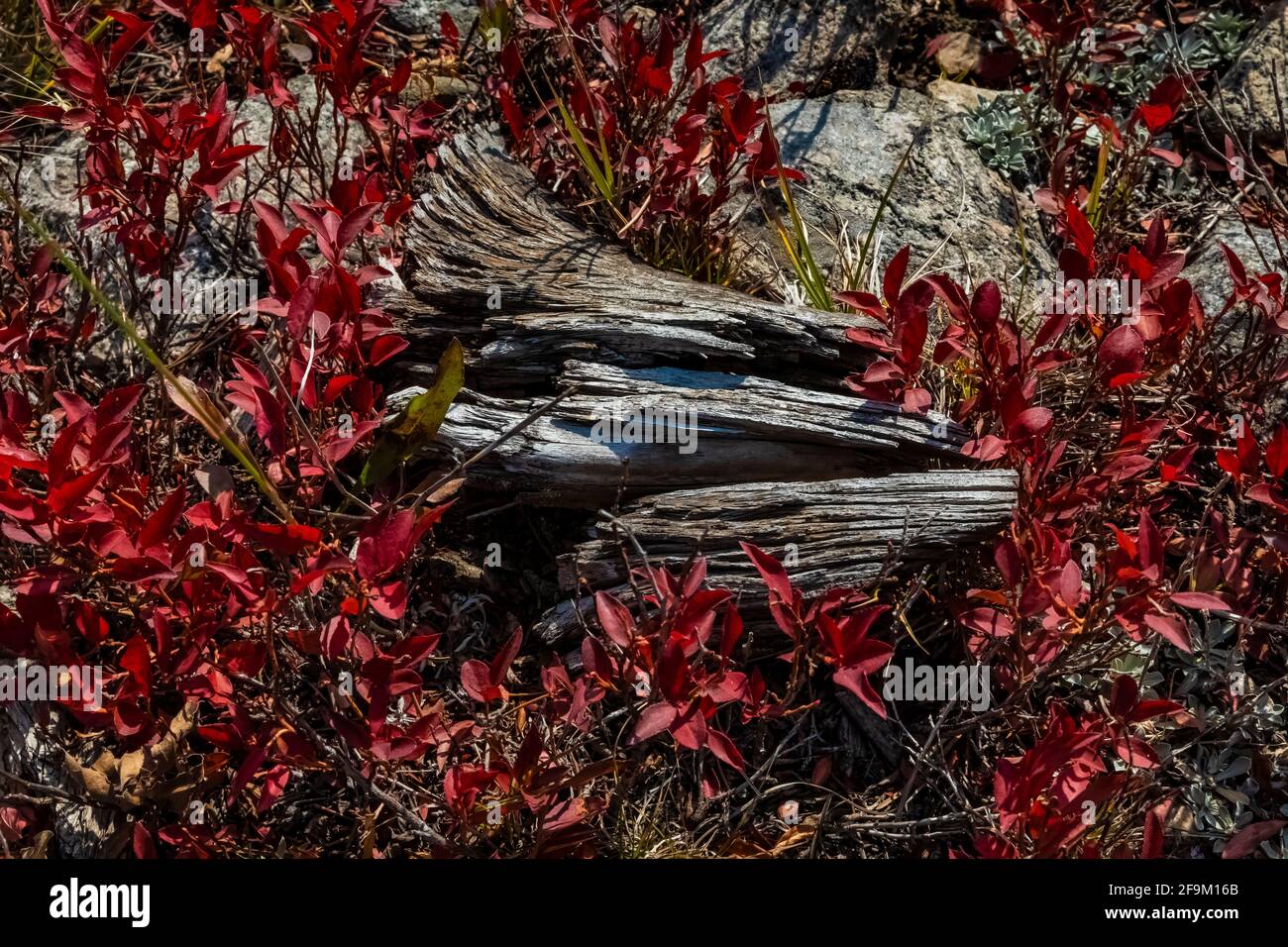 Scarlet Huckleberry leaves in autumn along Rock Creed Valley in the ...