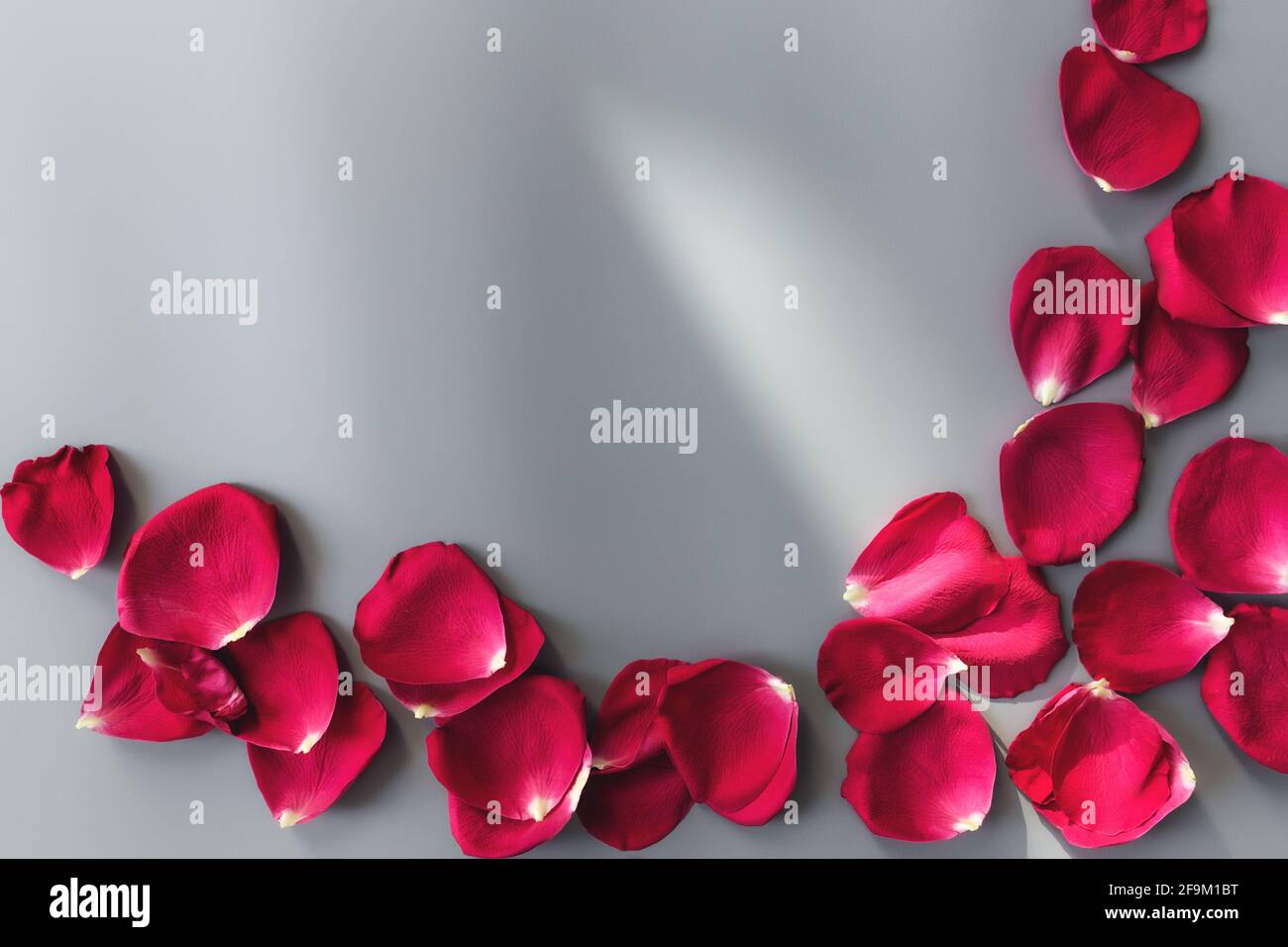 Red rose with grey color background hi-res stock photography and images ...