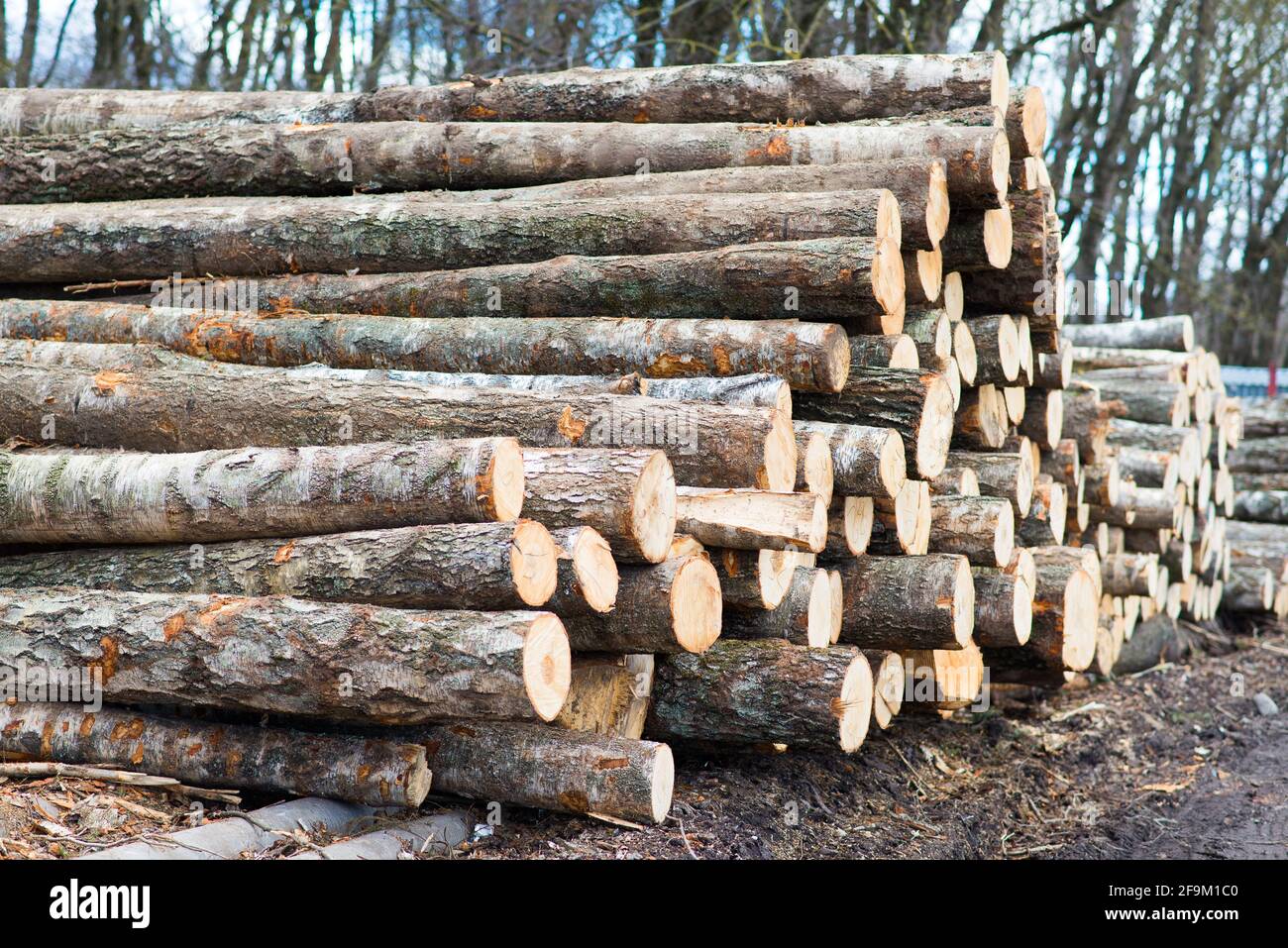 Stacked wood pine timber for construction buildings, Backgrounds Stock ...
